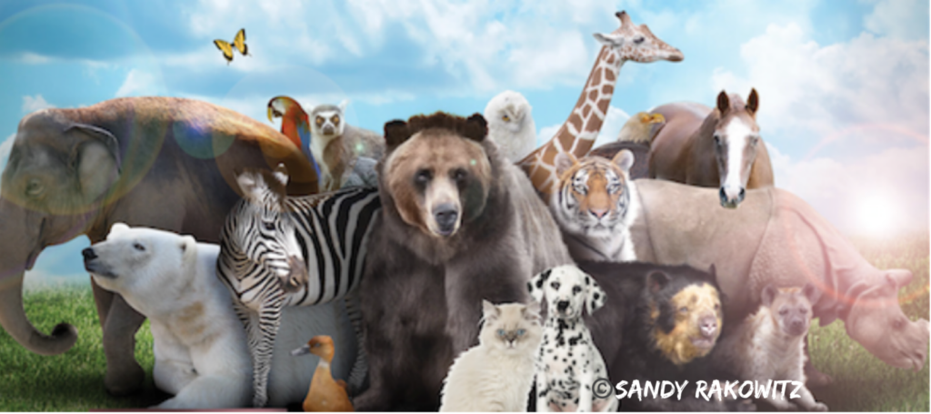 Awaken Animal Picture Copyright - One Heart Healing Center