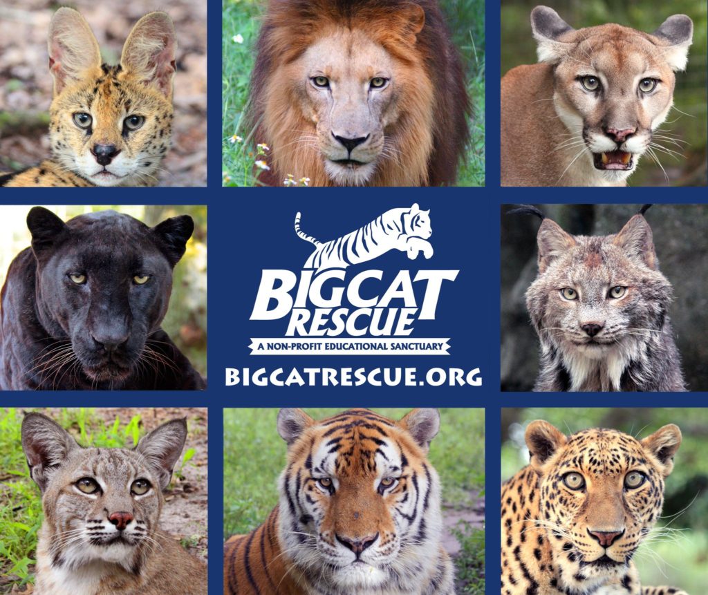 Big Cat 'Animal Communication' Adventure - One Heart Healing Center